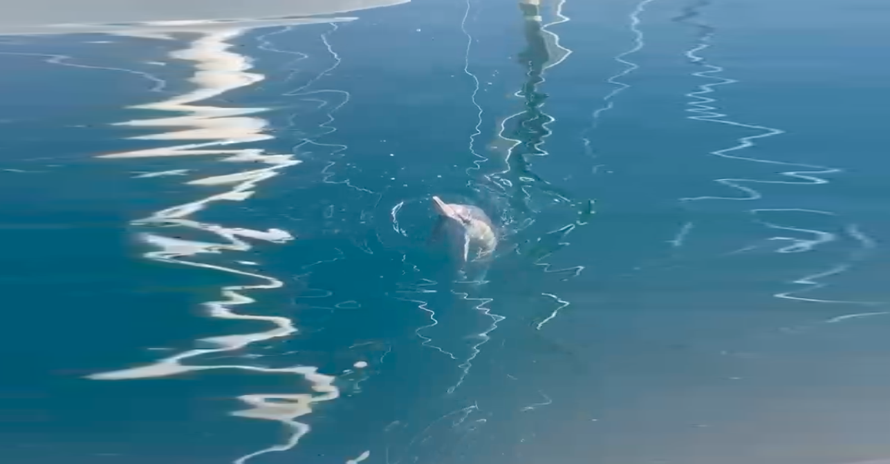 Rescatan un delfín que llevaba días desorientado en el puerto de Sanxenxo